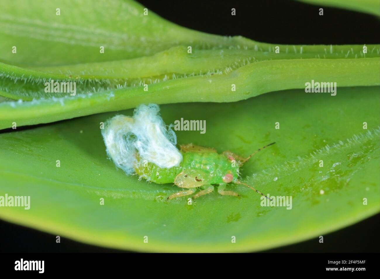 Larva of Jumping plant louse (Psylla buxi) sitting on a boxwood leaf ...
