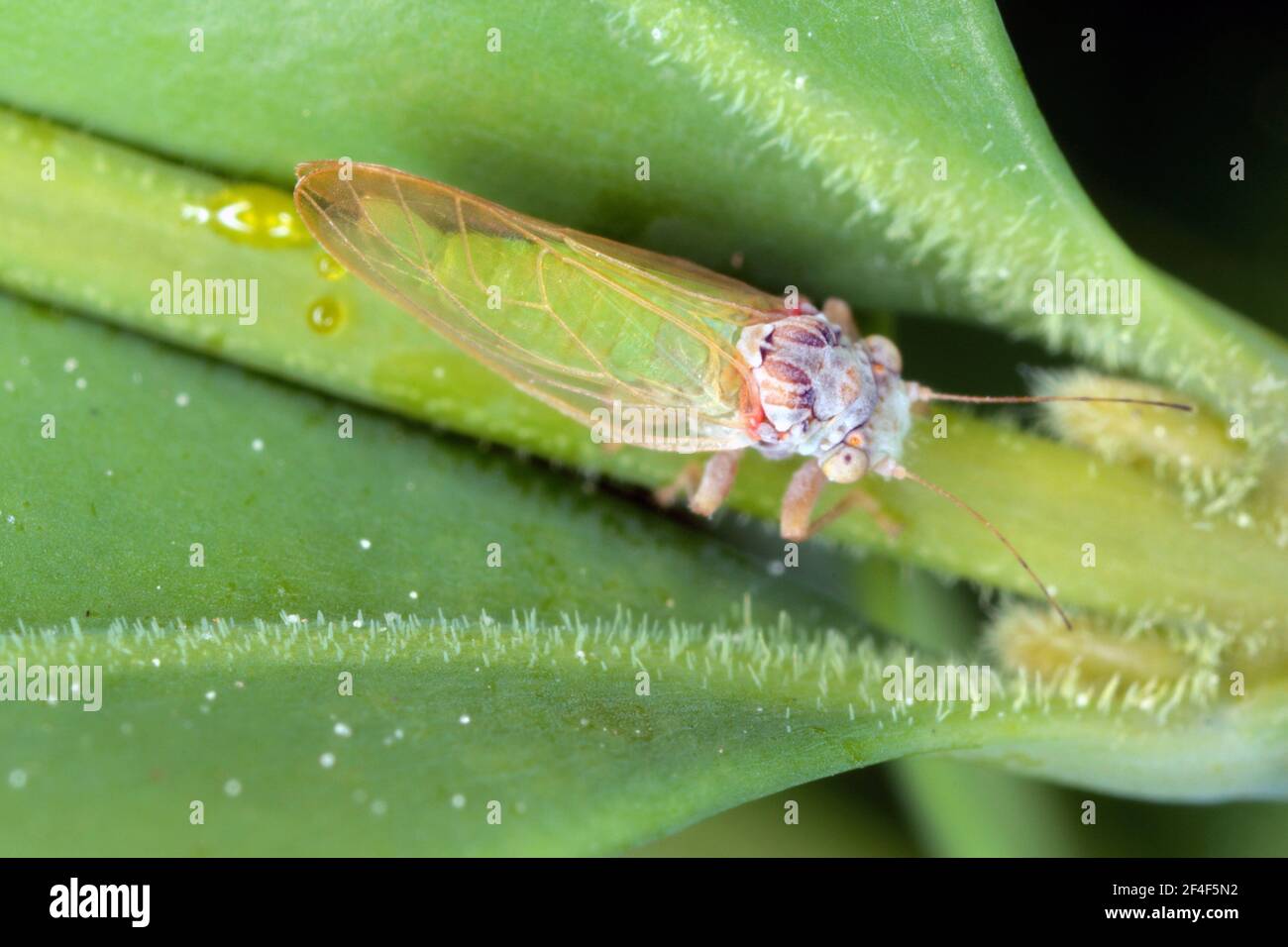 Adult of Jumping plant louse (Psylla buxi) sitting on a boxwood leaf ...