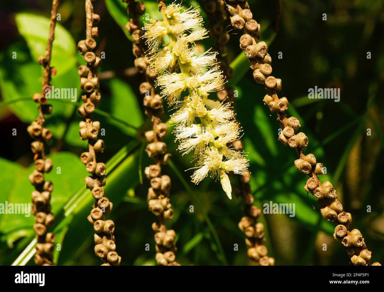 Melaleuca cajuputi flower and seeds, commonly known as cajuput Stock ...
