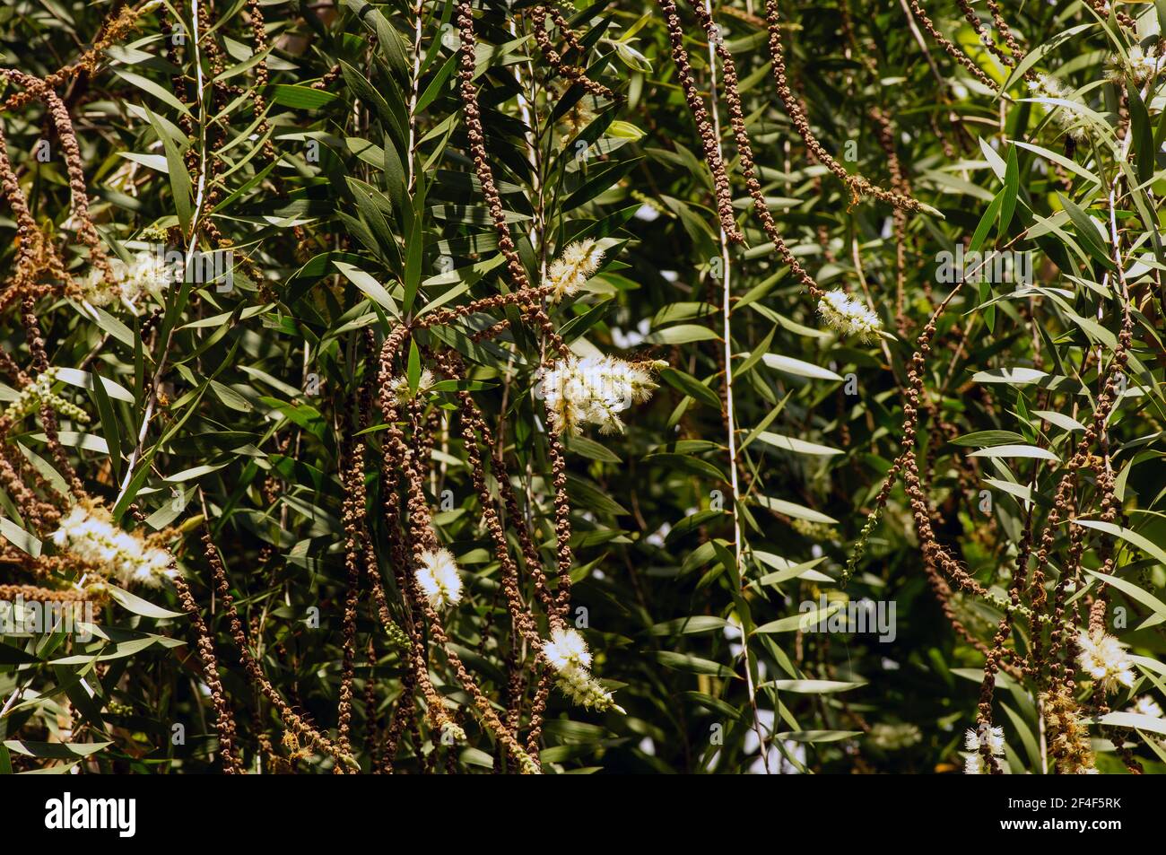 Melaleuca cajuputi flower, leaves and seeds, commonly known as cajuput ...