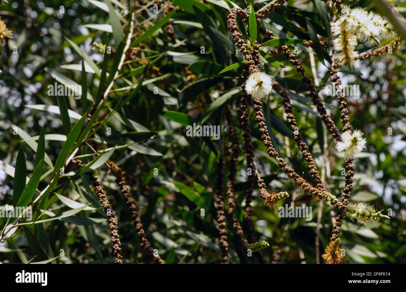 Melaleuca cajuputi flower, leaves and seeds, commonly known as cajuput ...