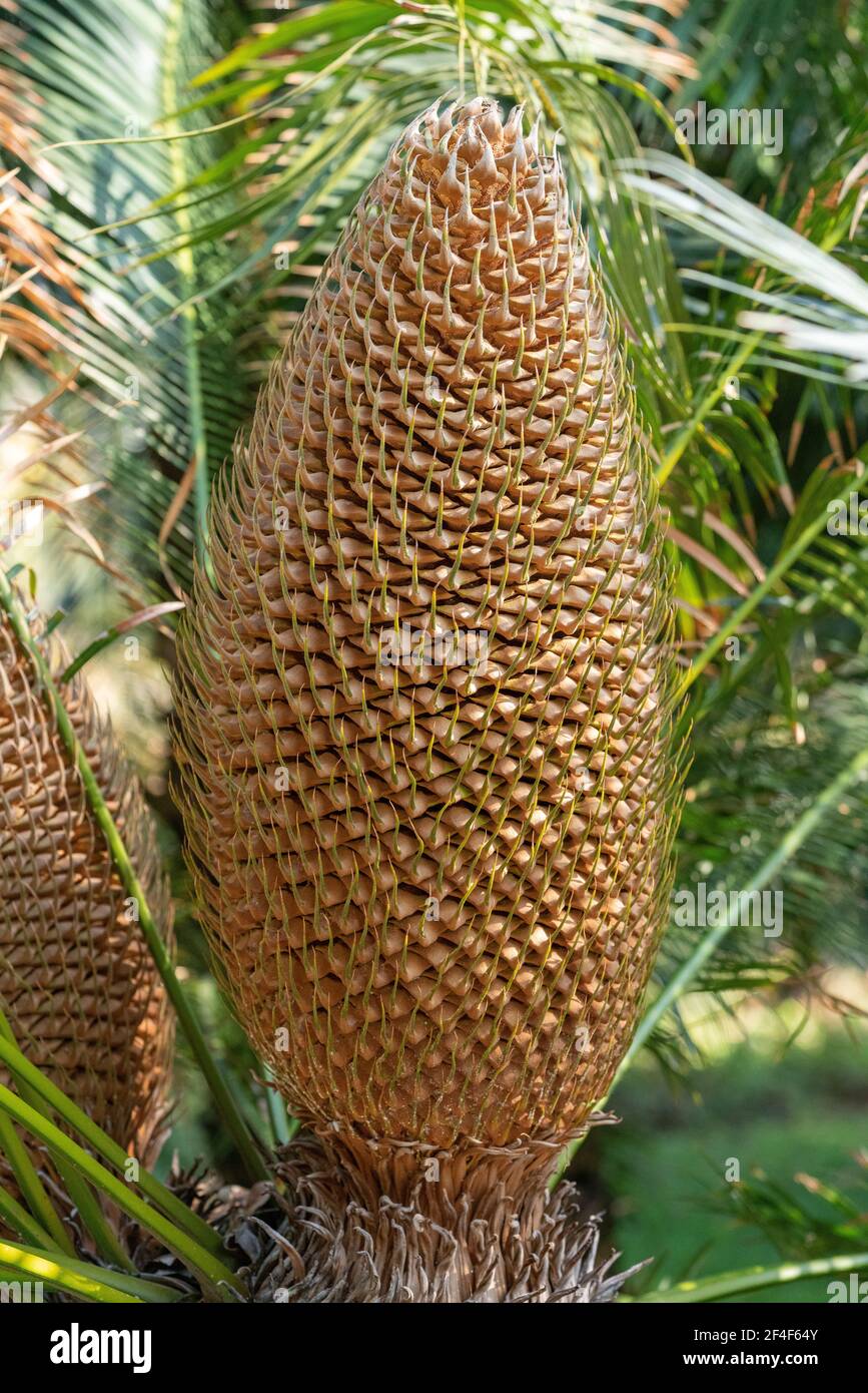 Cone from Cycas Media Stock Photo - Alamy