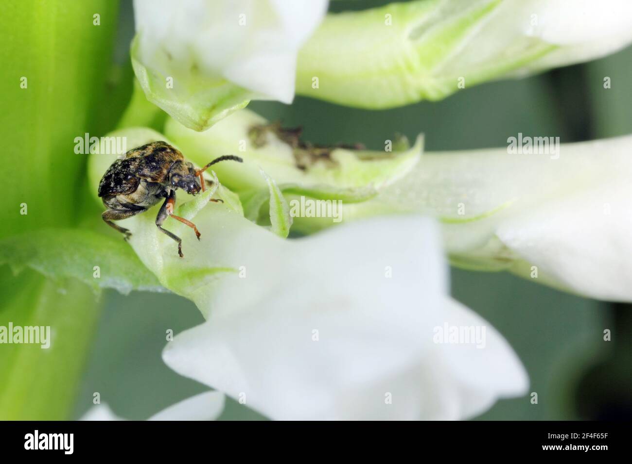 Bruchus rufimanus commonly known as the broad bean weevil, broad bean ...