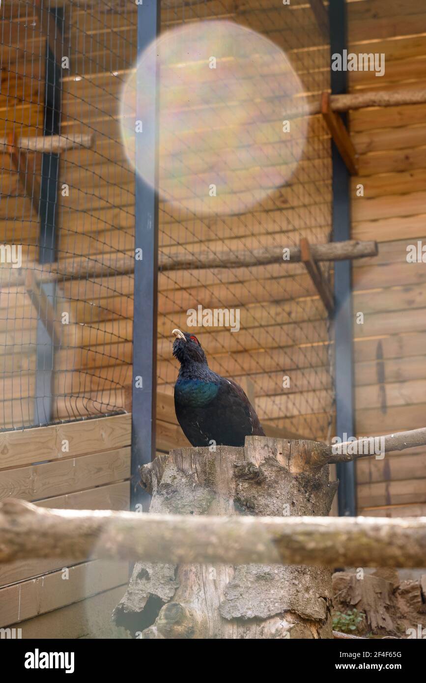 Western capercaillie (Tetrao urogallus) in the Molló Parc animal park ...