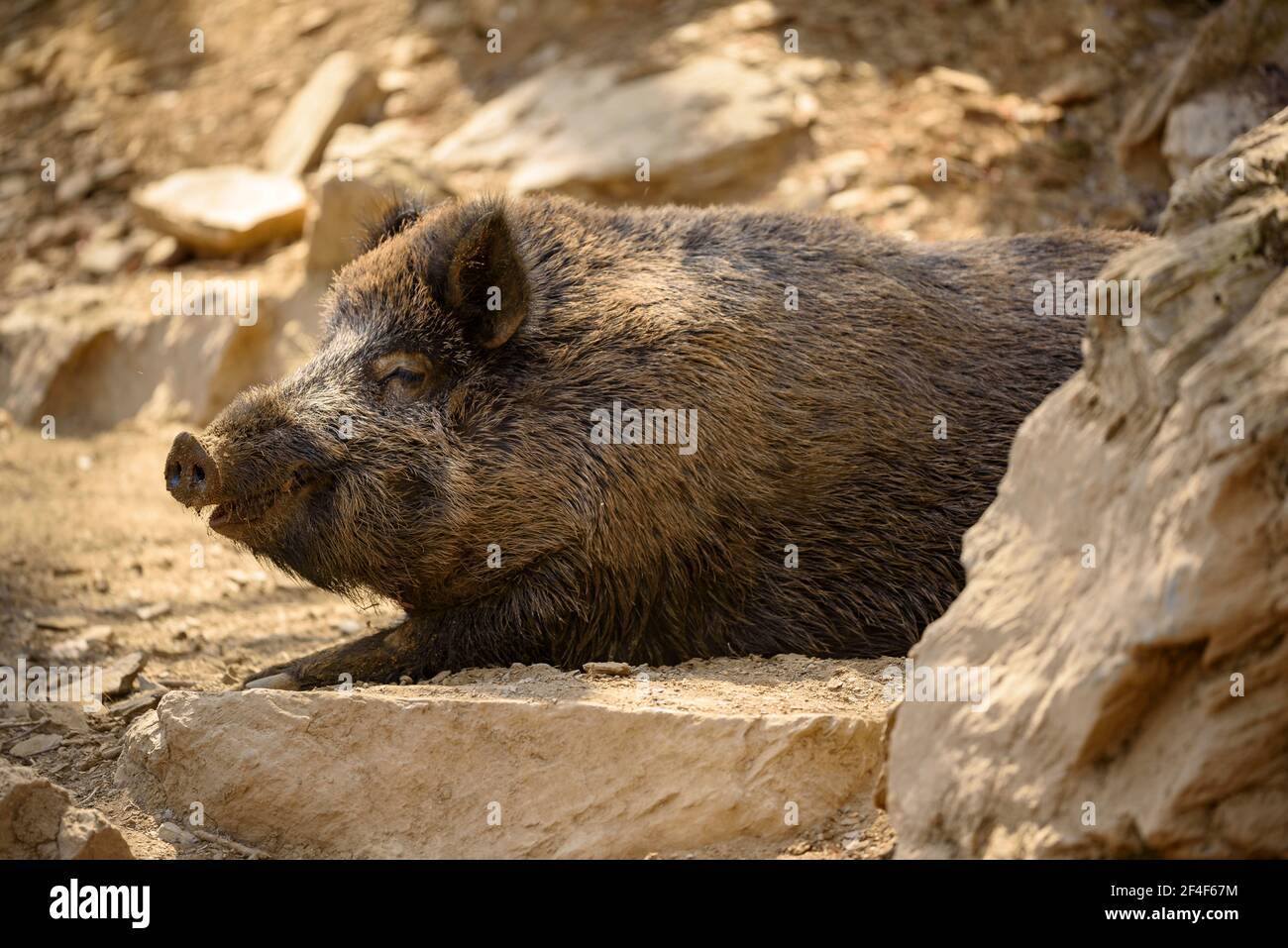 Wild boar (Sus scrofa) in the Molló Parc animal park (Ripollès ...