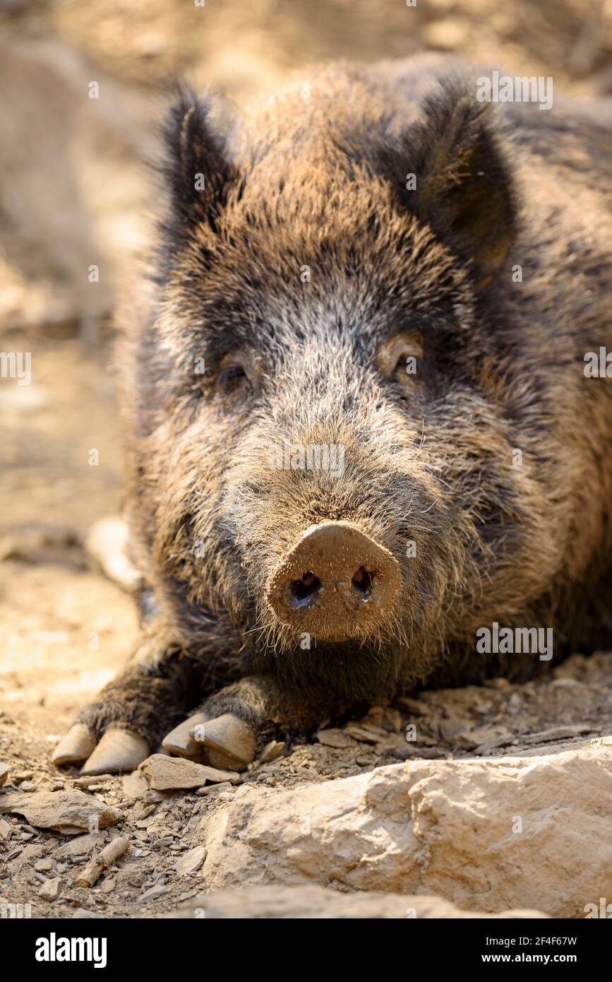 Wild boar (Sus scrofa) in the Molló Parc animal park (Ripollès ...