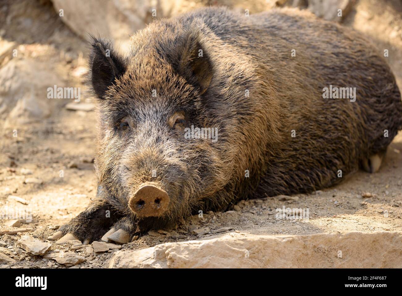 Wild boar (Sus scrofa) in the Molló Parc animal park (Ripollès ...