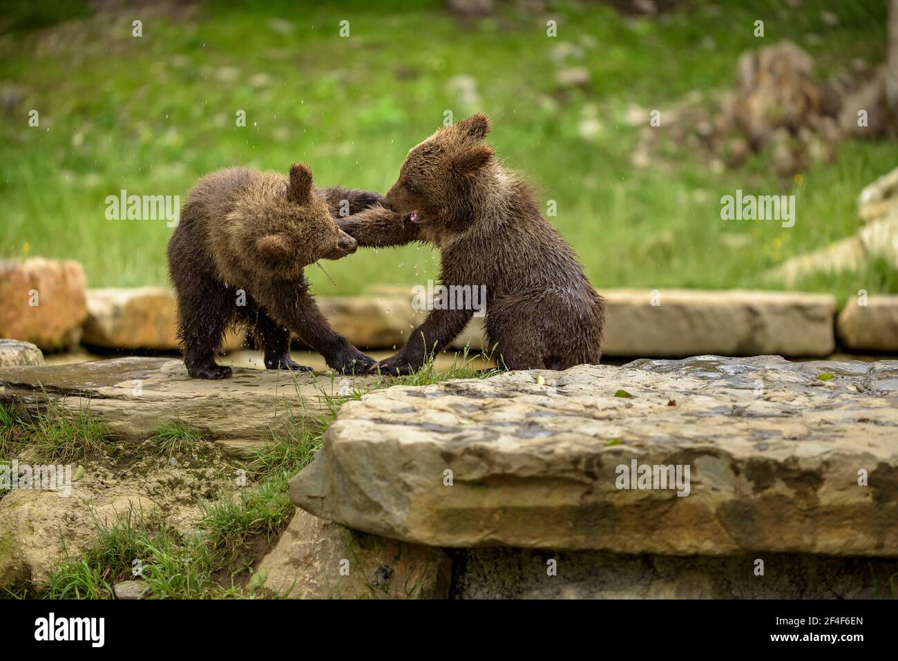 Brown bear (Ursus arctos) in the Aran Park animal park (Aran Valley ...
