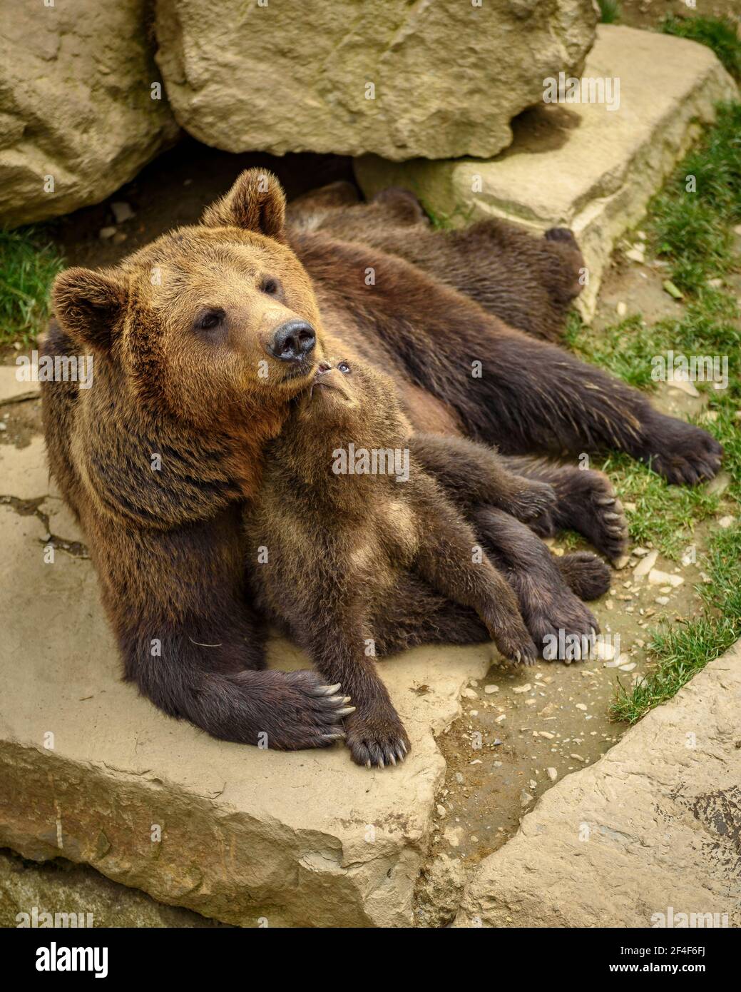 Oso de animales hi-res stock photography and images - Alamy