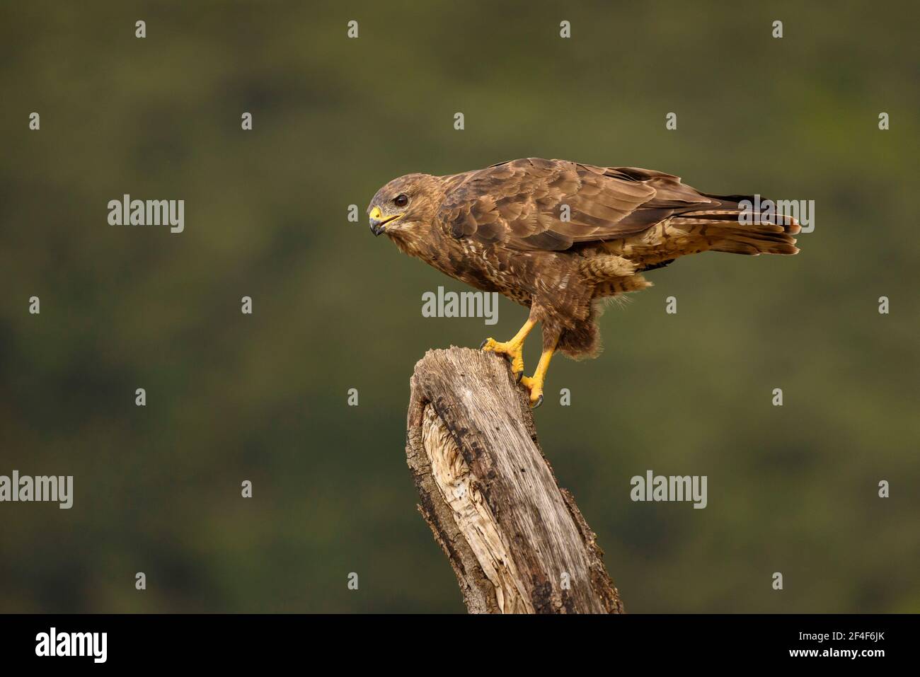 Common buzzard (Buteo buteo) photographed from a Photo Logistics hide ...