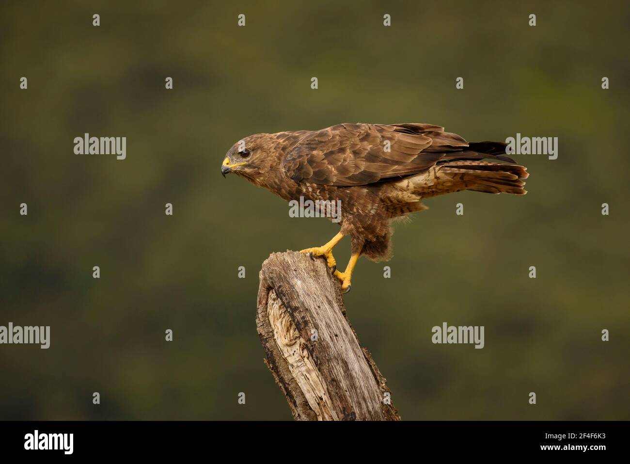 Common buzzard (Buteo buteo) photographed from a Photo Logistics hide ...