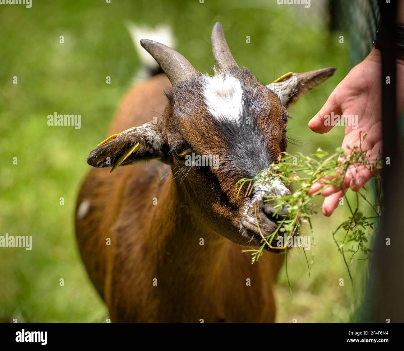 Animal en un parque hi-res stock photography and images - Alamy