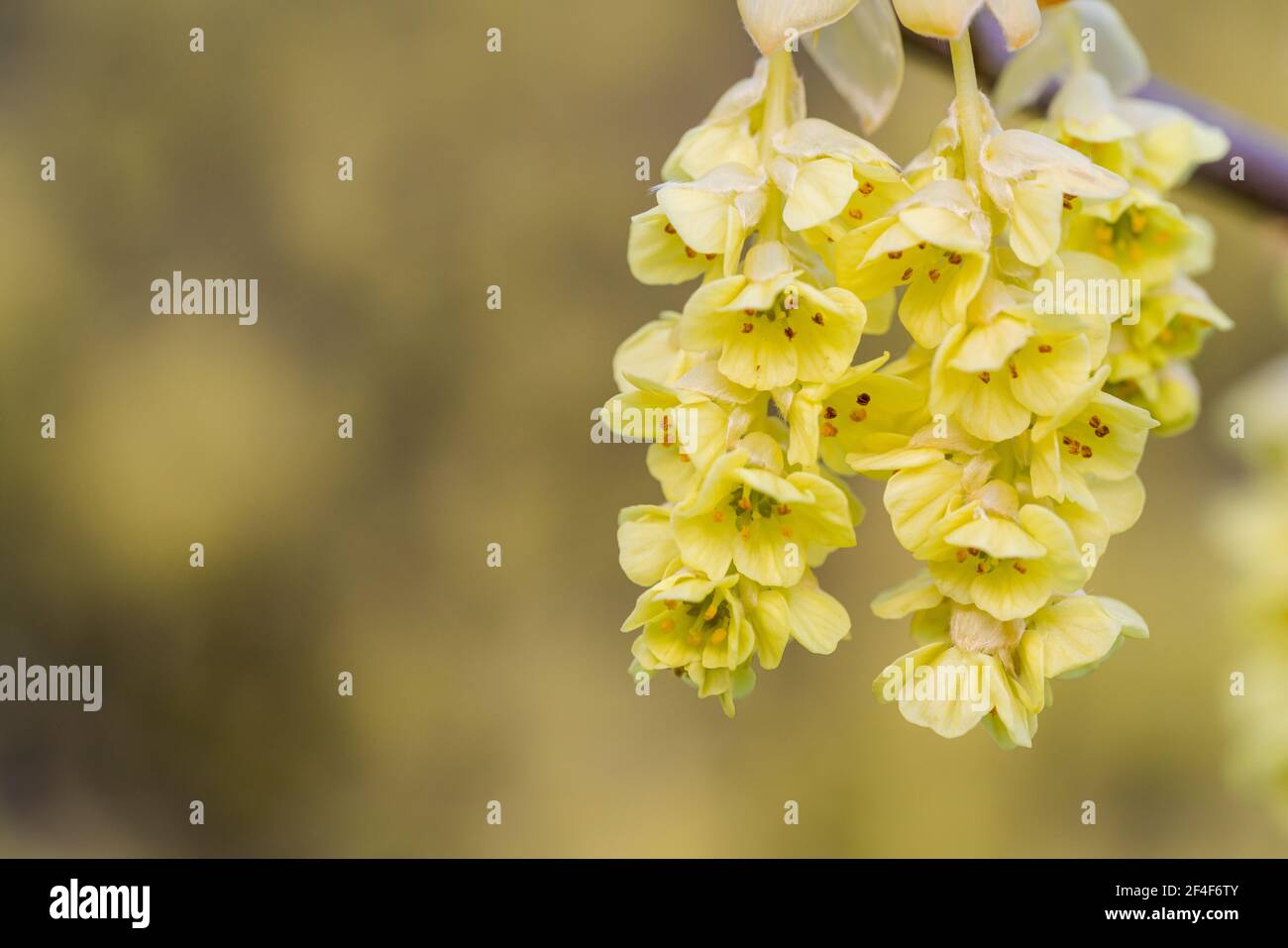Corylopsis sinensis (Chinese Winter Hazel Stock Photo - Alamy
