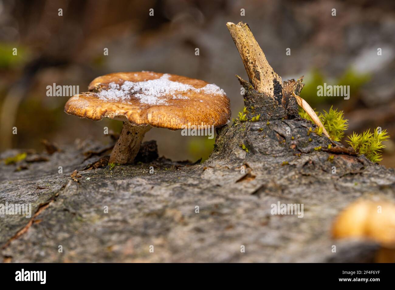 Wild mushrooms growing fallen tree hi-res stock photography and images ...