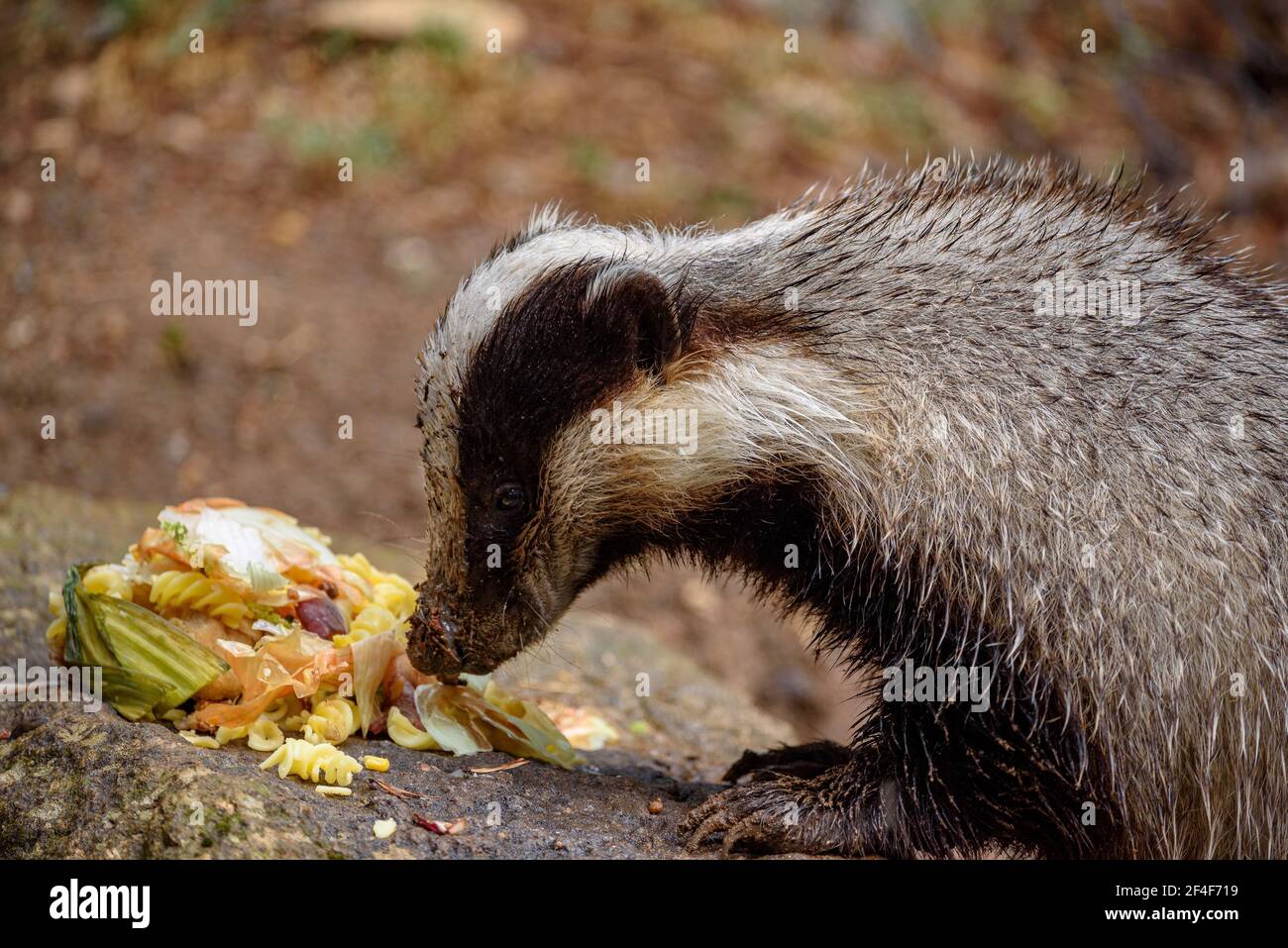 European badger (Meles meles) in the MónNatura Pirineus animal park ...