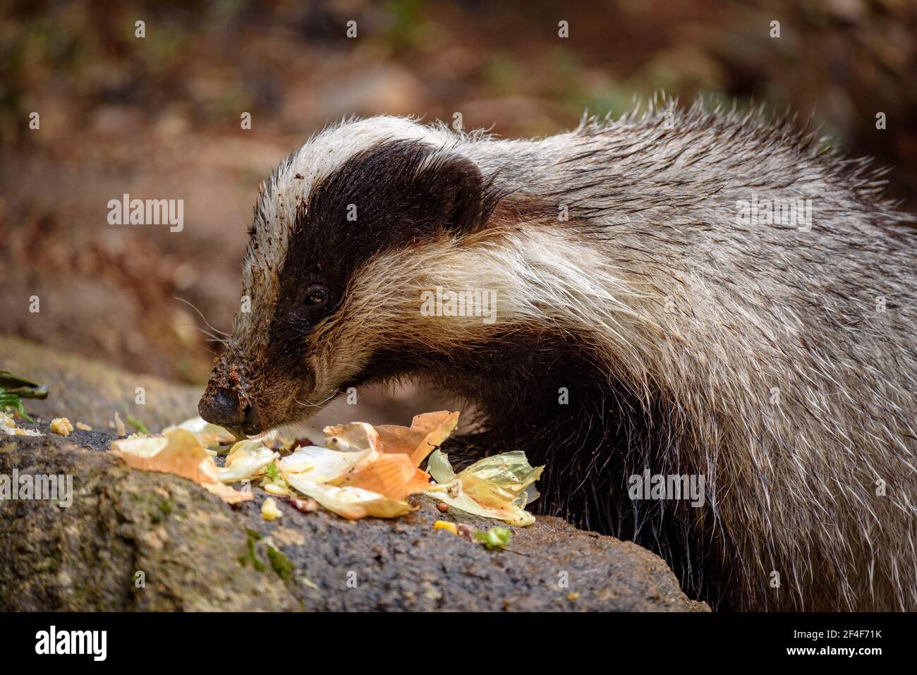 Tejón de roca hi-res stock photography and images - Alamy
