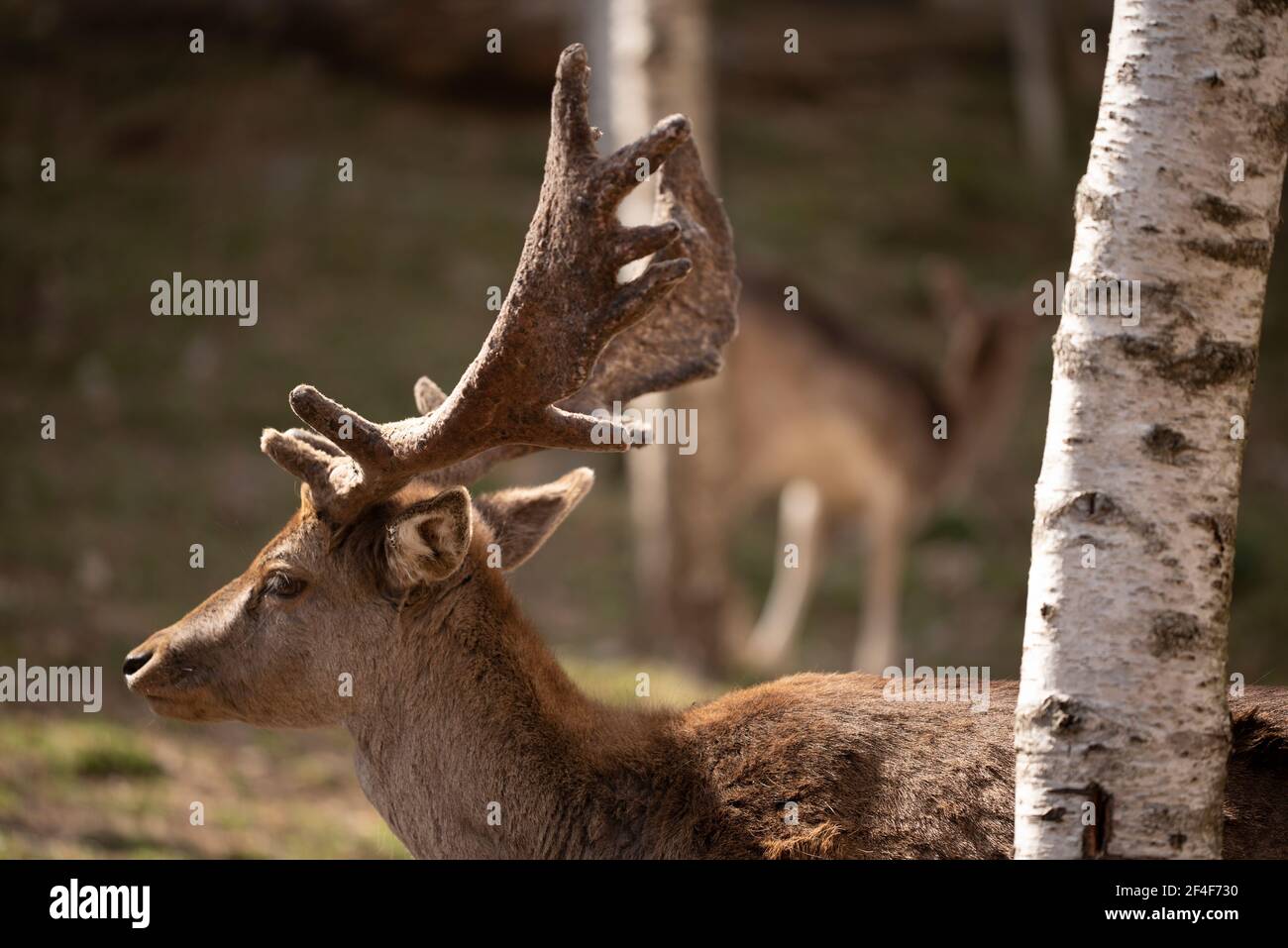 Fallow deer (Dama dama) in the Molló Parc animal park (Ripollès ...