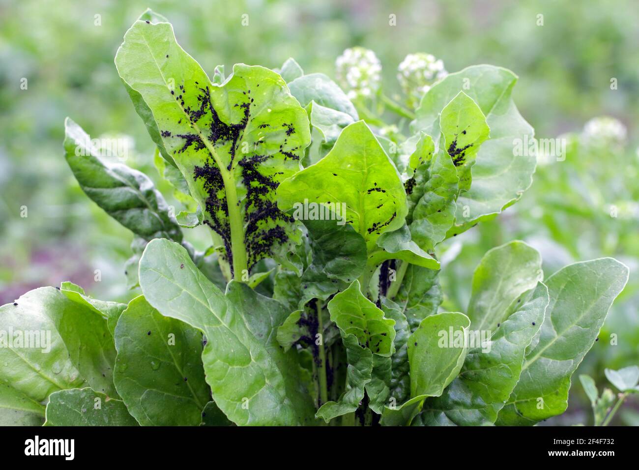 The black bean aphid (Aphis fabae) is a member of the order Hemiptera ...
