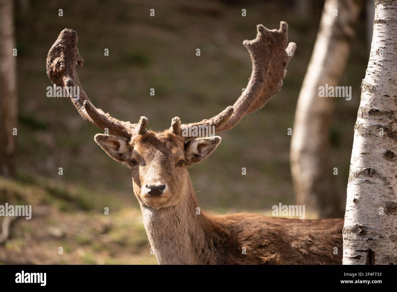 Fallow deer (Dama dama) in the Molló Parc animal park (Ripollès ...