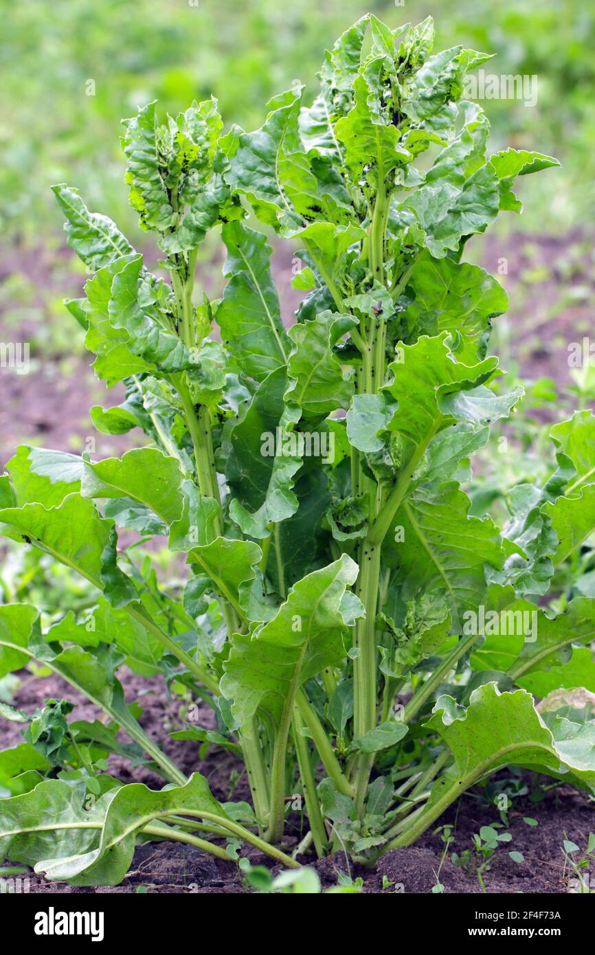 The black bean aphid (Aphis fabae) is a member of the order Hemiptera ...