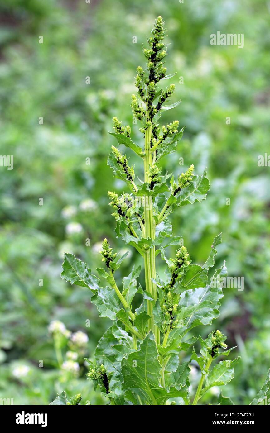 The black bean aphid (Aphis fabae) is a member of the order Hemiptera ...