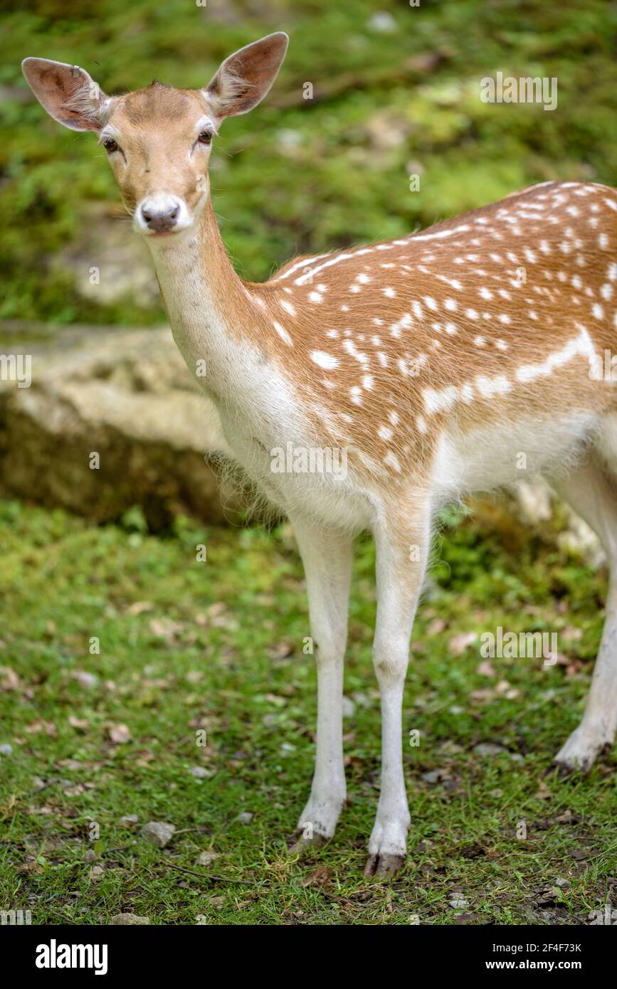 Gamo animal bosque hi-res stock photography and images - Alamy