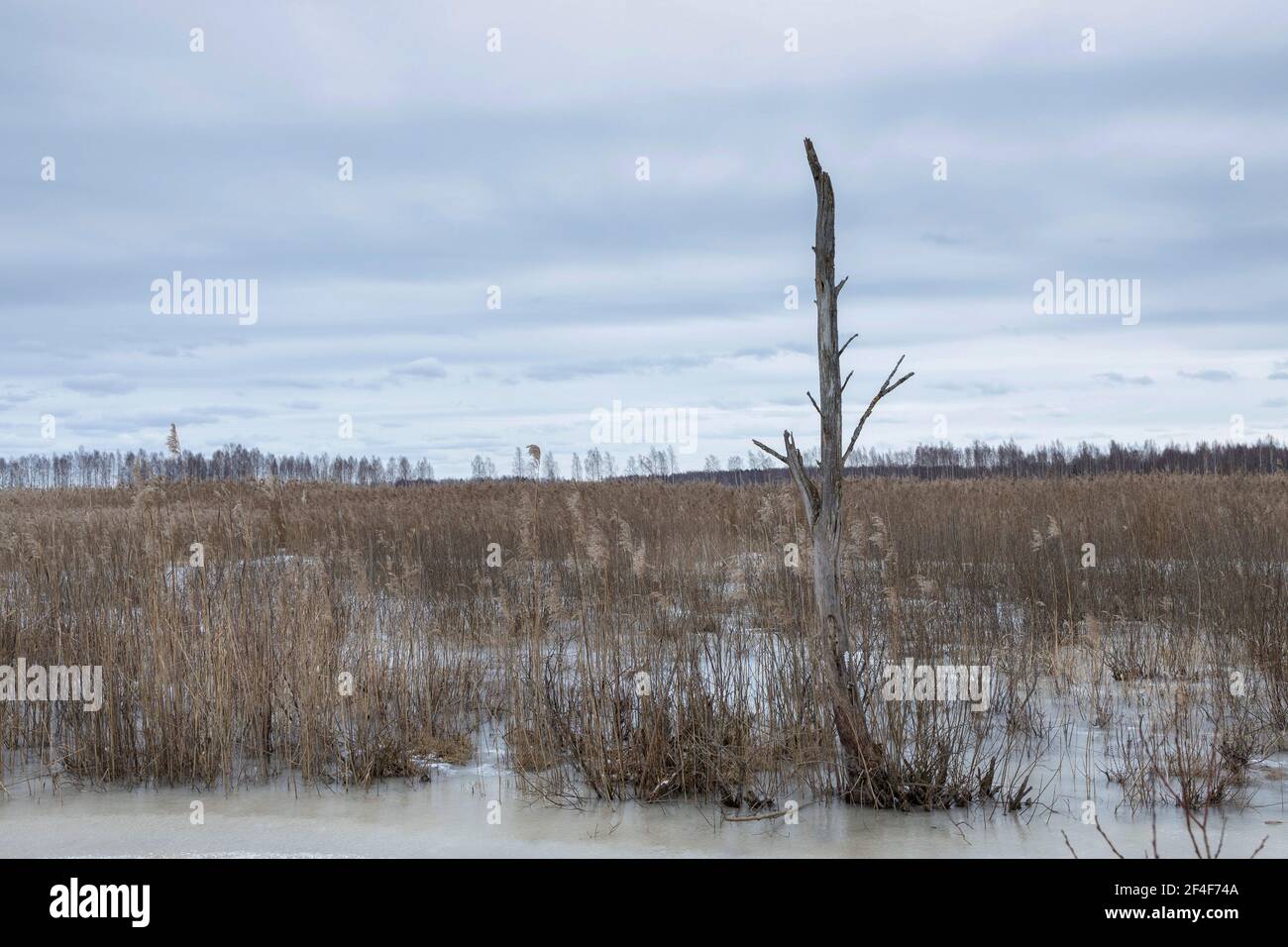 Bog meadows winter hi-res stock photography and images - Alamy