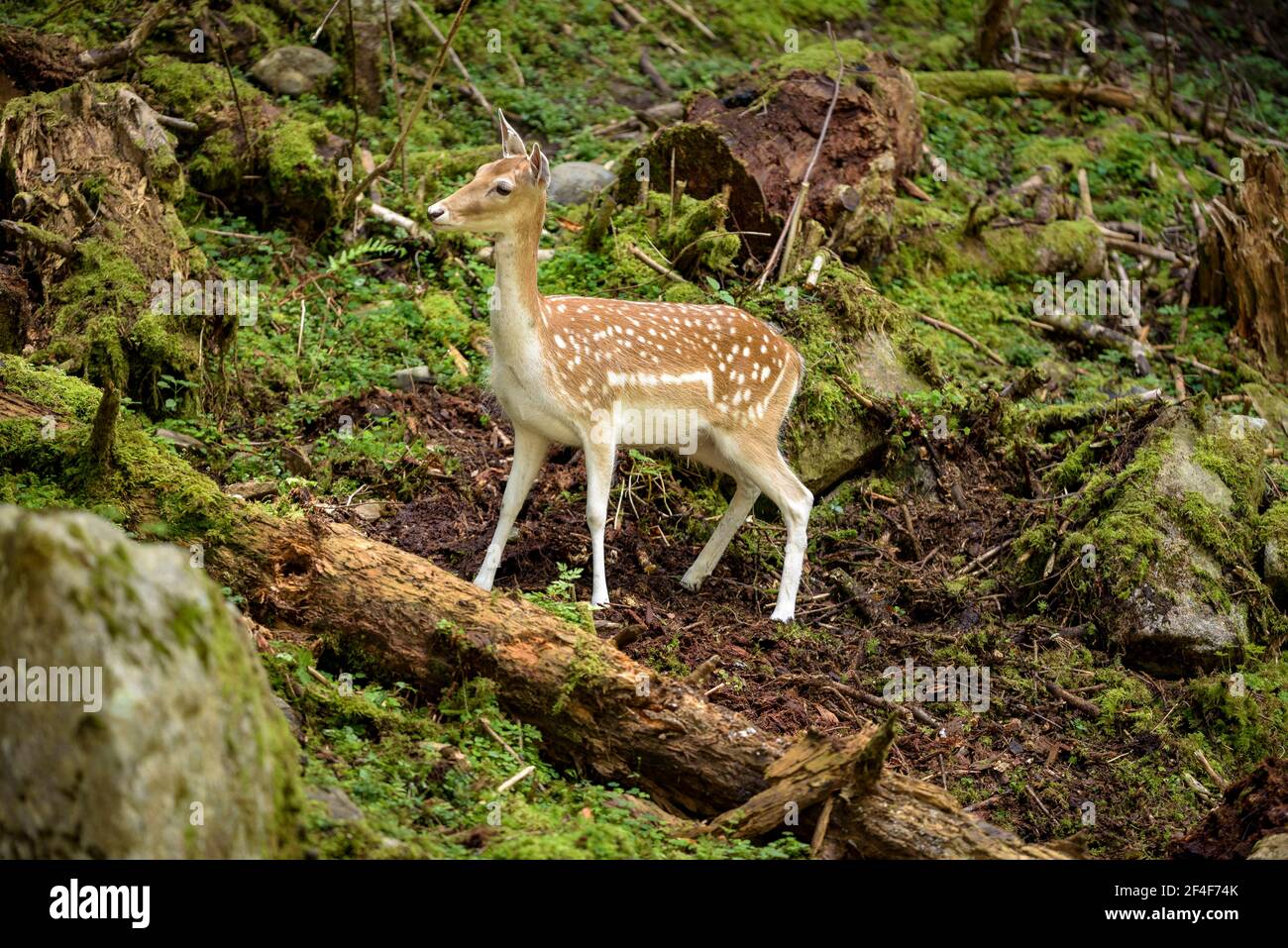 Gamo animal bosque hi-res stock photography and images - Alamy