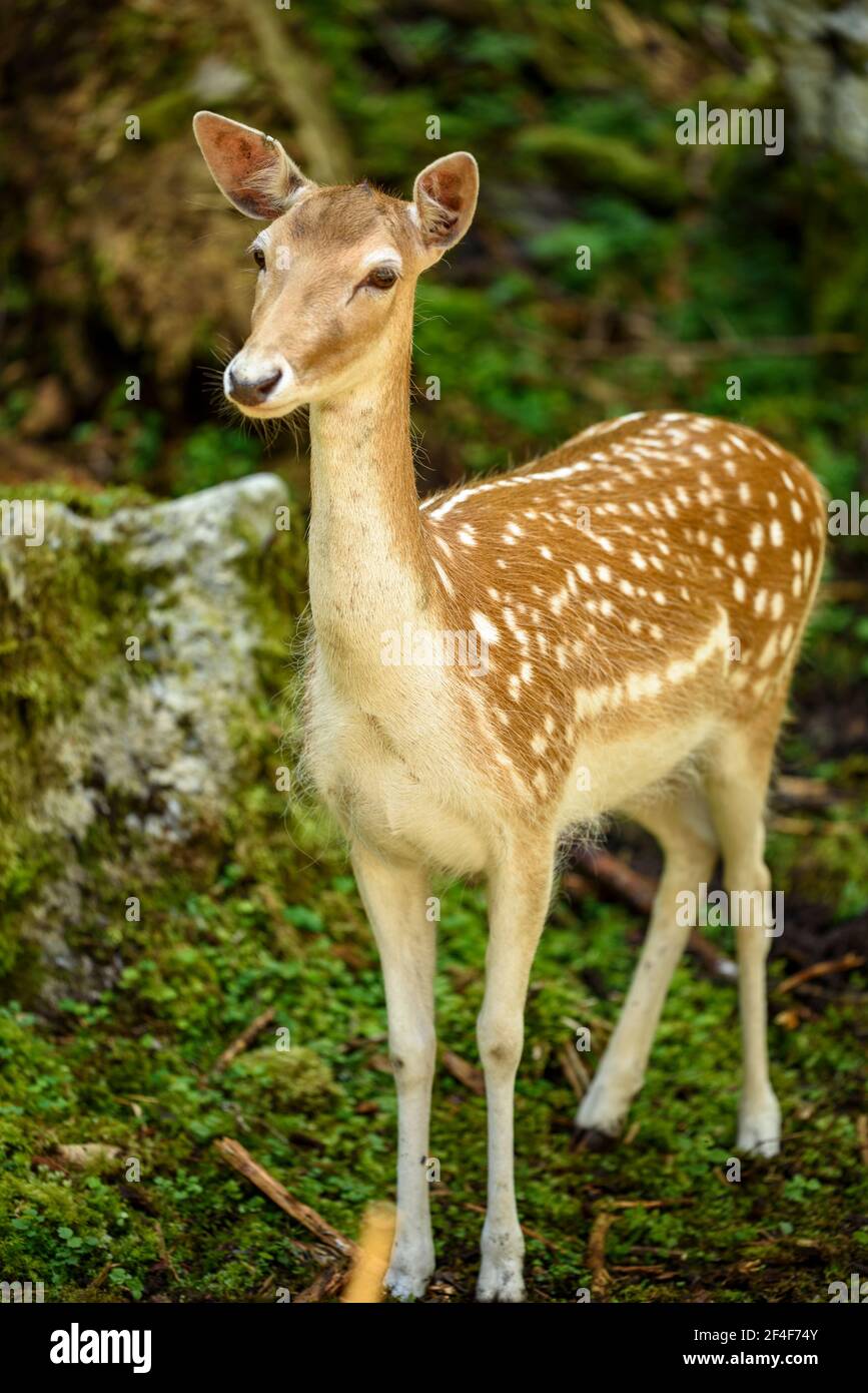 Fallow deer in the Aran Park animal park (Aran Valley, Catalonia ...