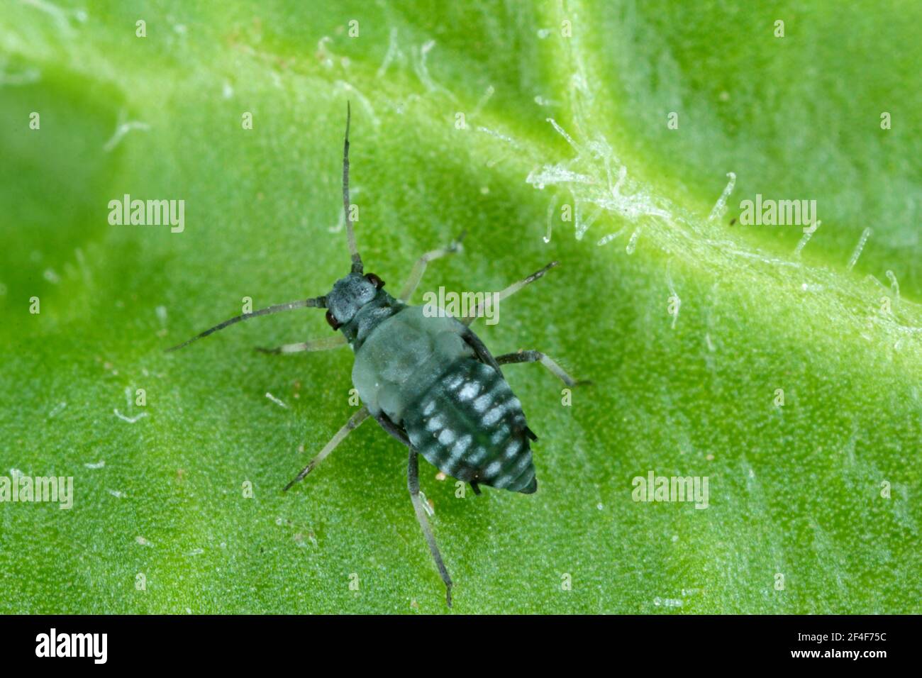 The black bean aphid (Aphis fabae) is a member of the order Hemiptera ...