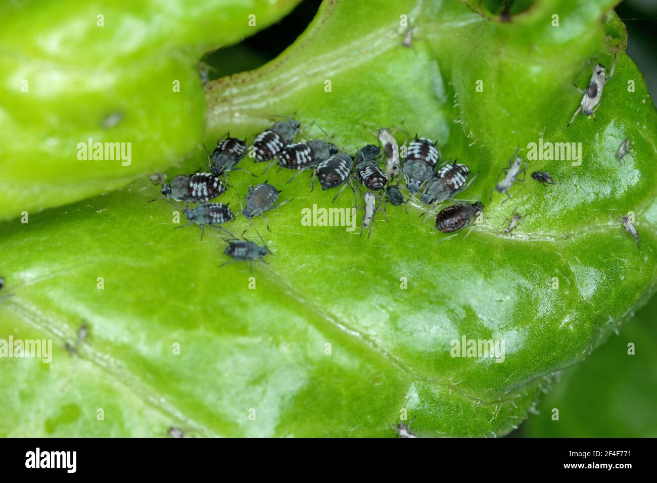 The black bean aphid (Aphis fabae) is a member of the order Hemiptera ...