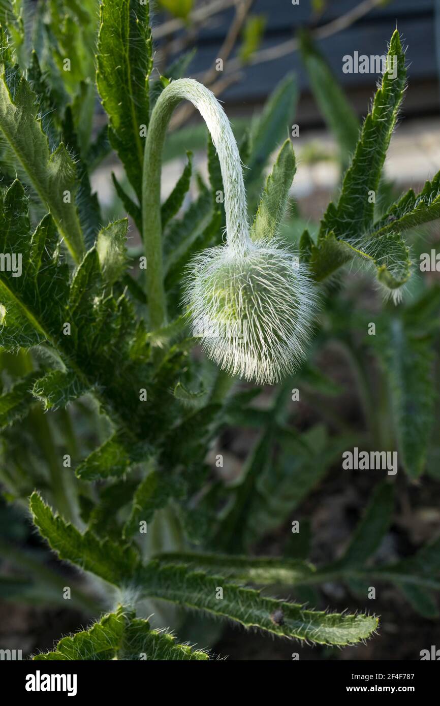 Delicate fluffy poppy buds in a field on nature in sunlight Stock Photo ...