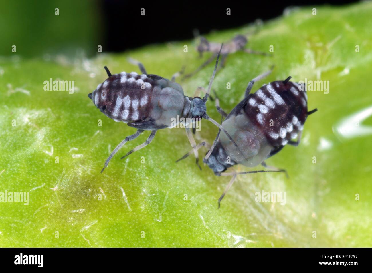 The black bean aphid (Aphis fabae) is a member of the order Hemiptera ...