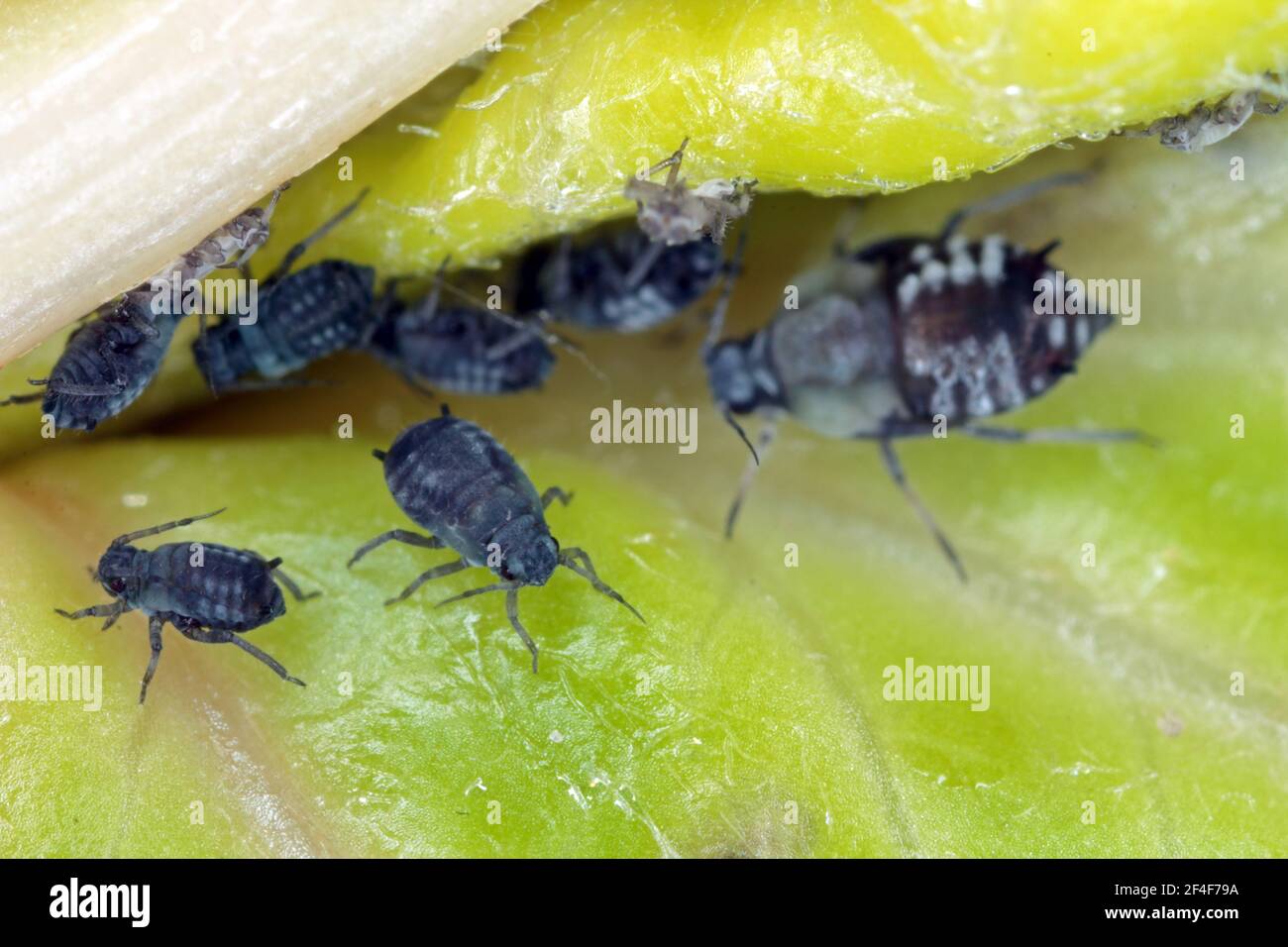Beet leaf aphid hi-res stock photography and images - Alamy