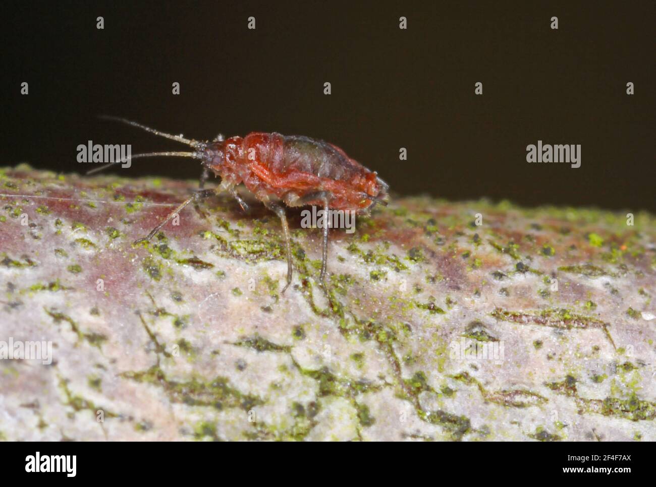Green peach aphid hi-res stock photography and images - Alamy