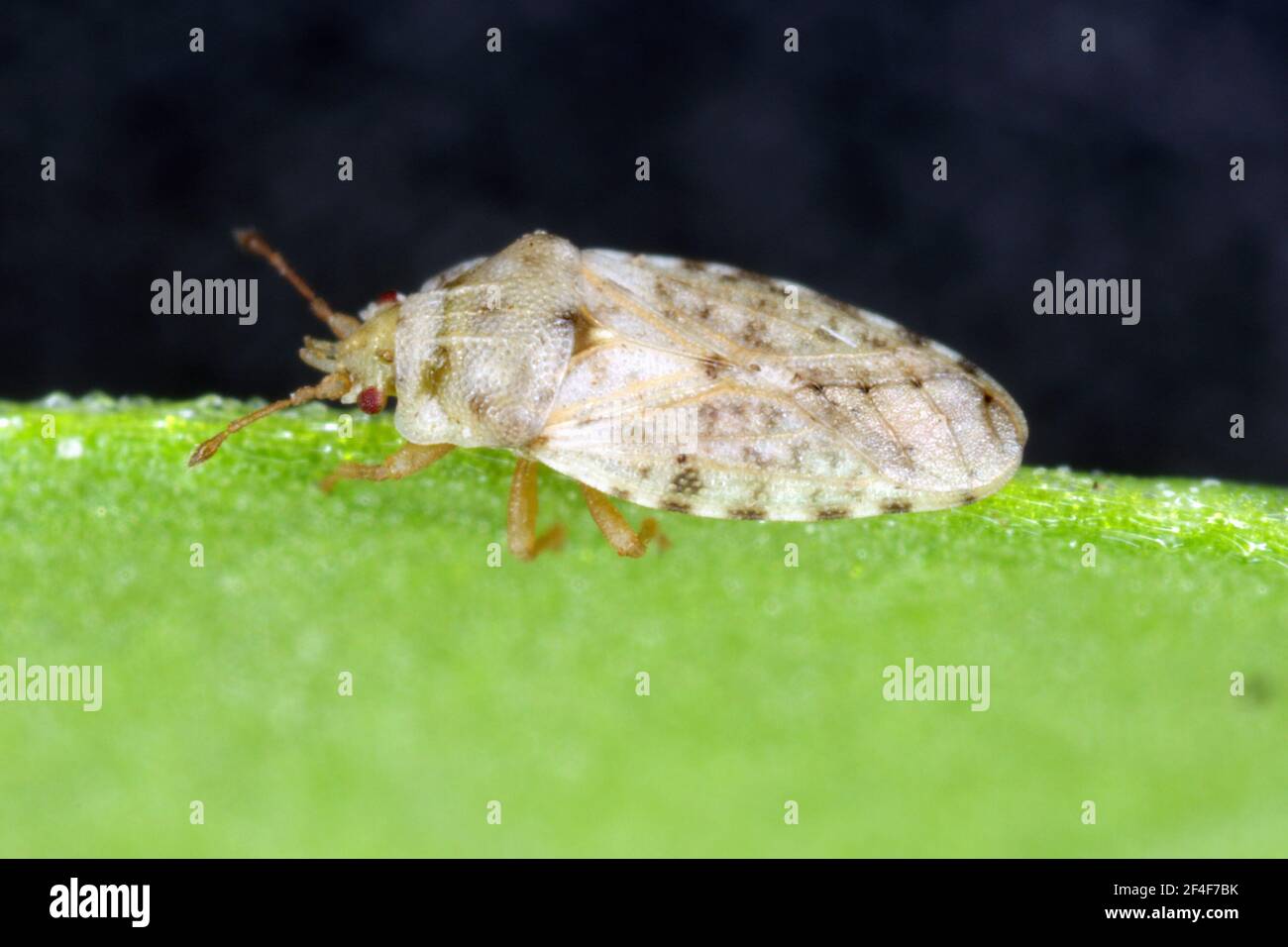 Piesma also Parapiesma quadratum (Piesmidae) called also Beet lace-bug ...