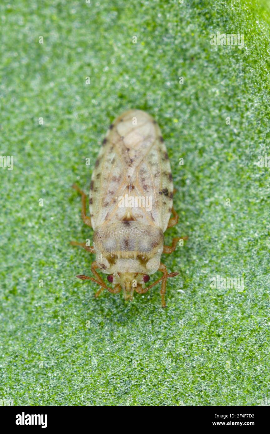 Piesma quadratum hi-res stock photography and images - Alamy