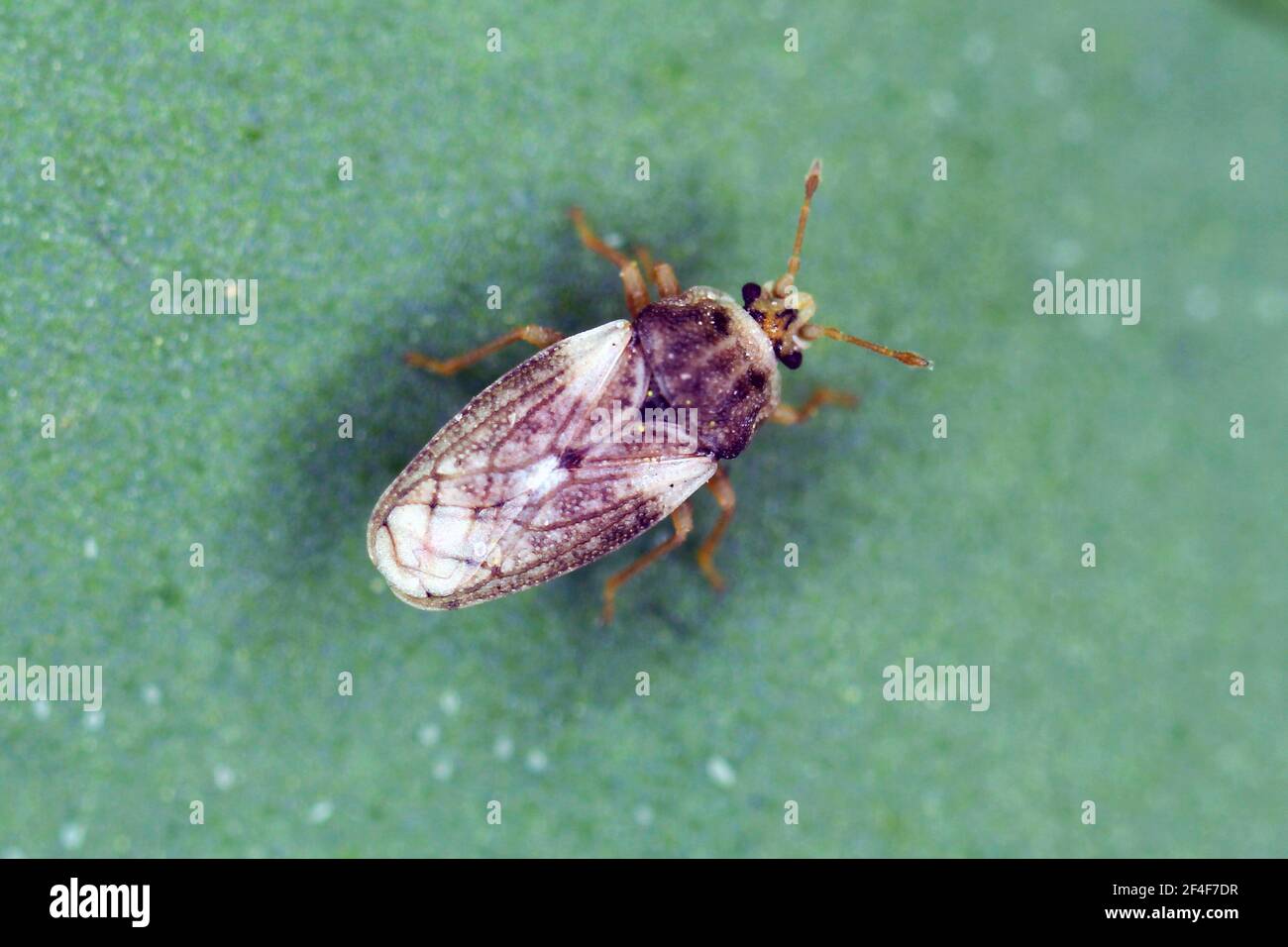 Piesma also Parapiesma quadratum (Piesmidae) called also Beet lace-bug ...