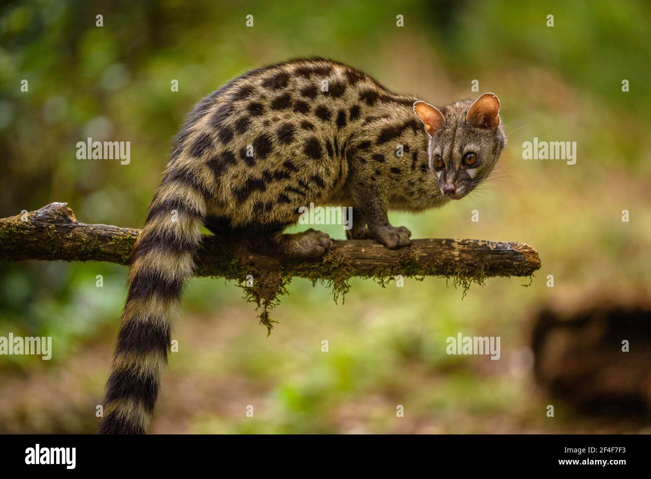 Genet (Genetta) photographed from a Photo Logístics hide in Montseny ...
