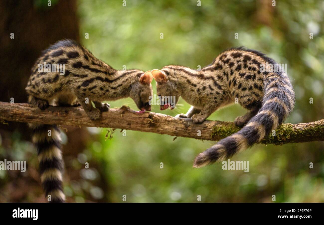 Genet (Genetta) photographed from a Photo Logístics hide in Montseny ...
