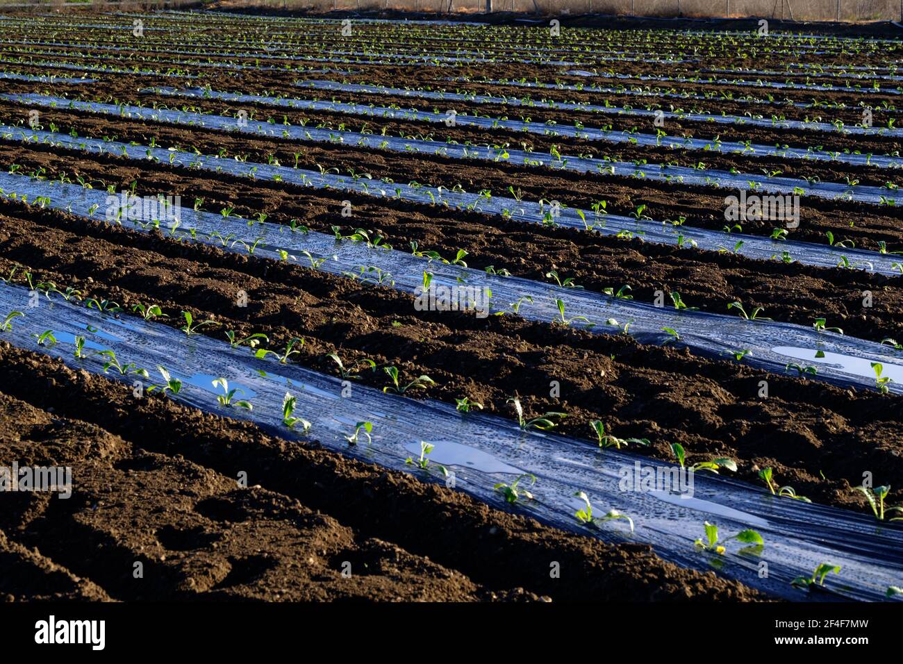 Polje de Zafarraya viewed while hiking the La Cuna trail, Spain, Europe ...