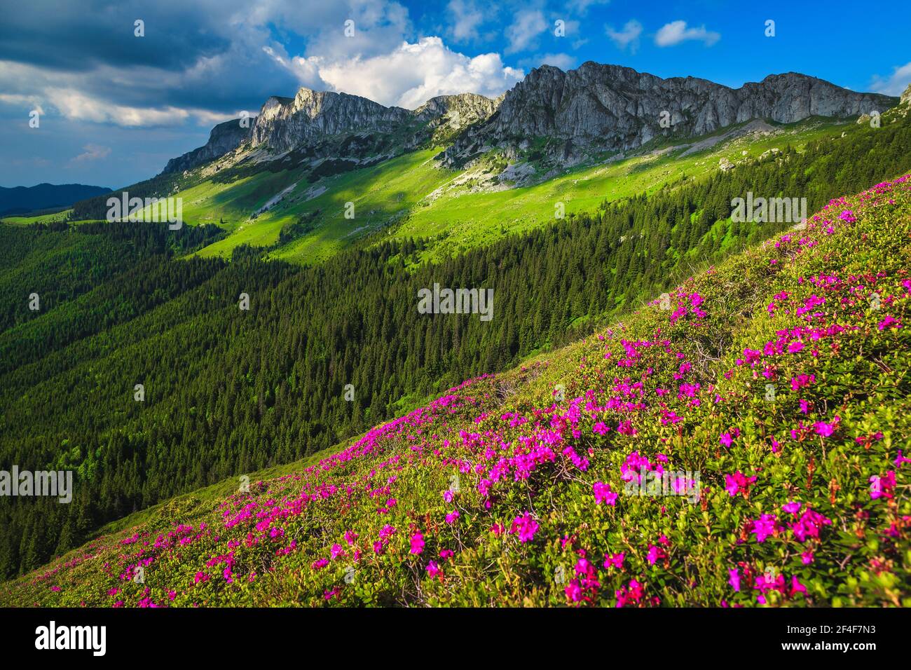 Beautiful summer nature scenery hi-res stock photography and images - Alamy
