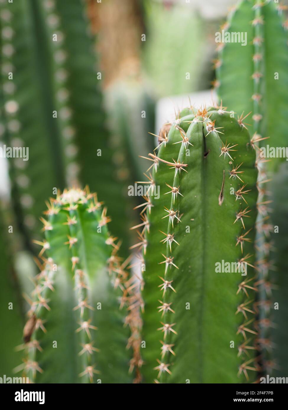 Cactus tree green trunk has sharp spikes around blooming in Plastic ...