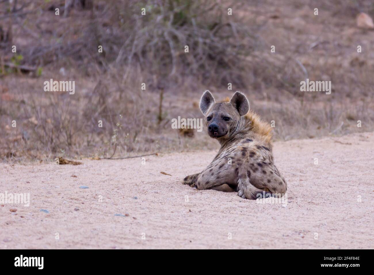 A spotted hyena lying in nature Stock Photo - Alamy