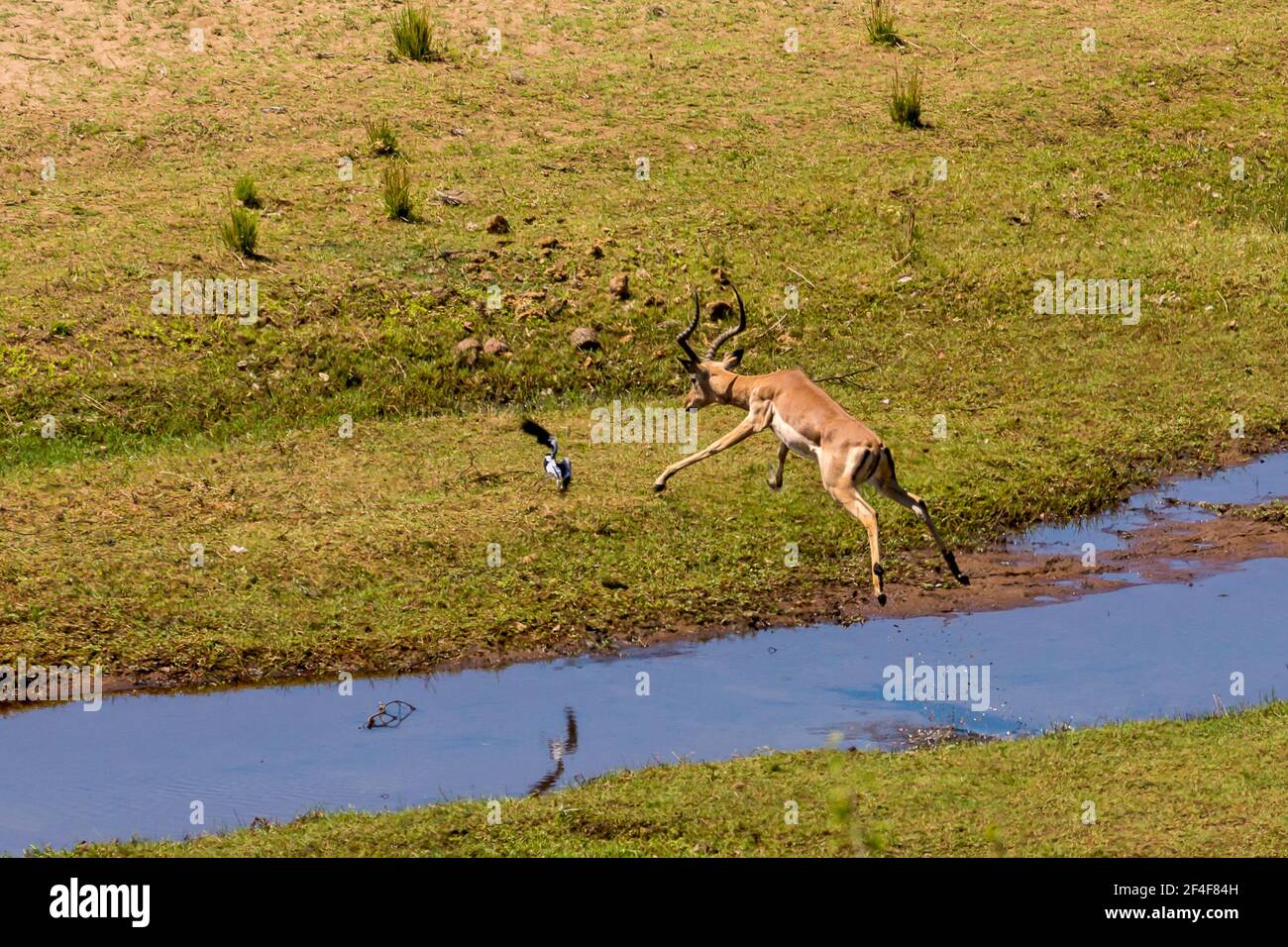 Jumping hunt hi-res stock photography and images - Alamy