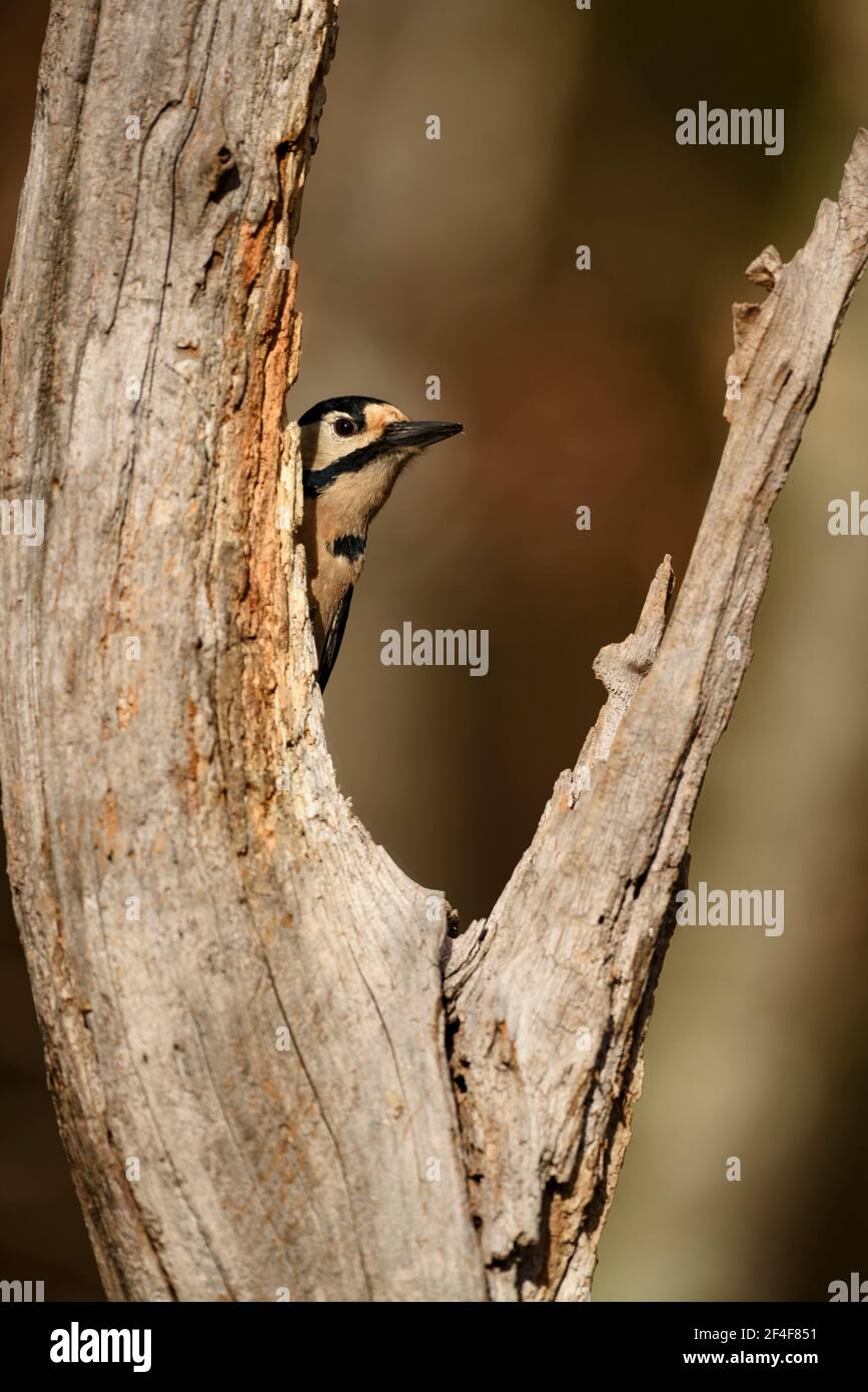 Animales de tronco hi-res stock photography and images - Alamy