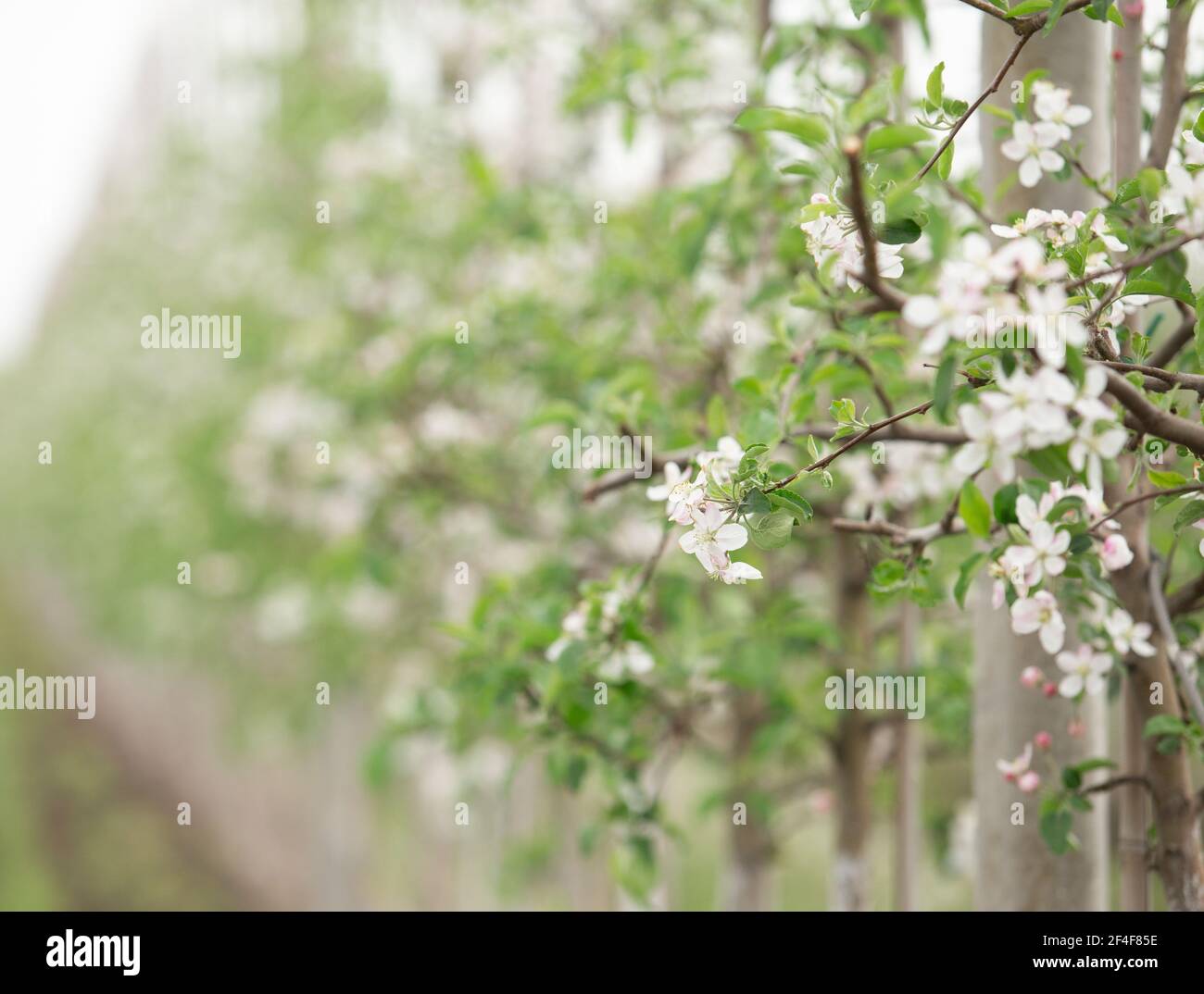 Botany, gardening, big production, smart farm, industry and modern ...