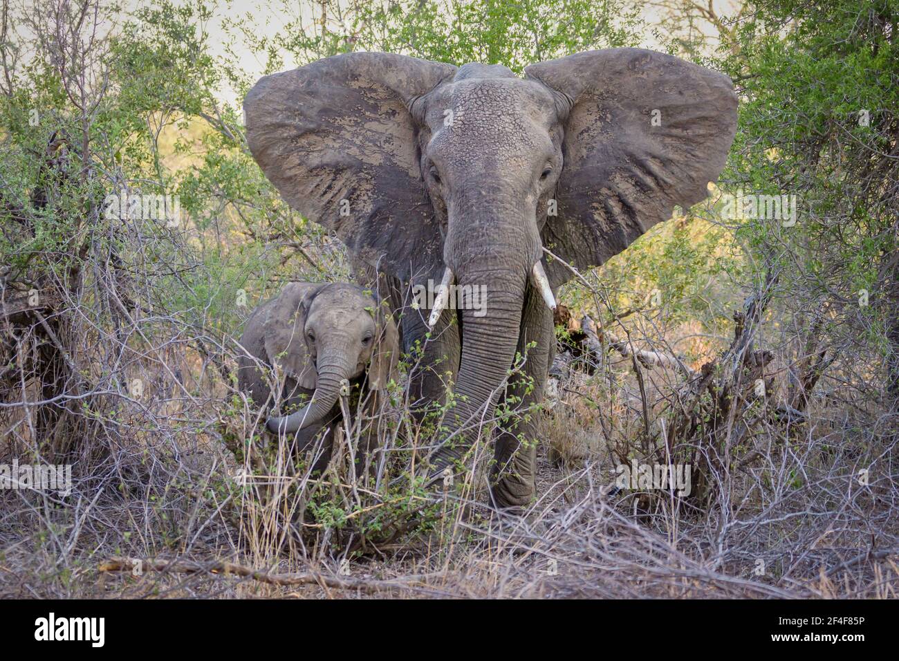 An elephant with a baby in nature Stock Photo - Alamy