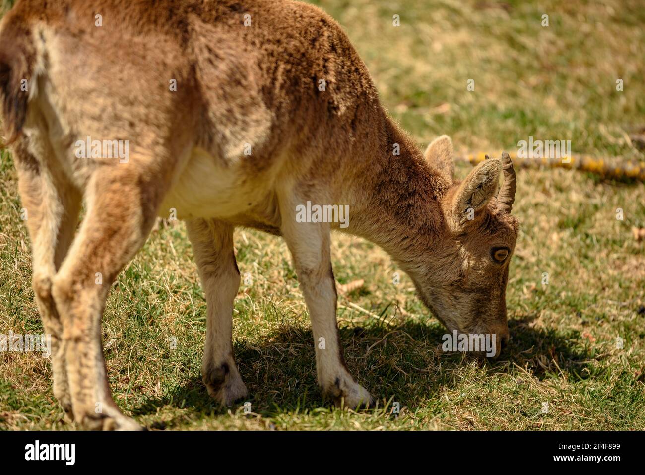 Bouquetin despagne cabra salvatge iberica hi-res stock photography and ...