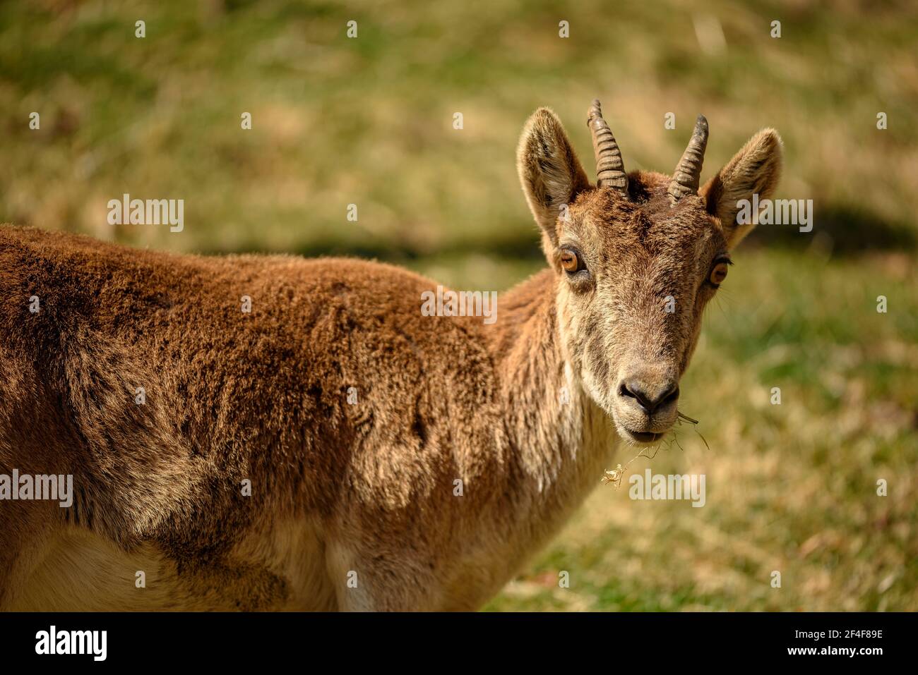 Bouquetin despagne cabra salvatge iberica hi-res stock photography and ...